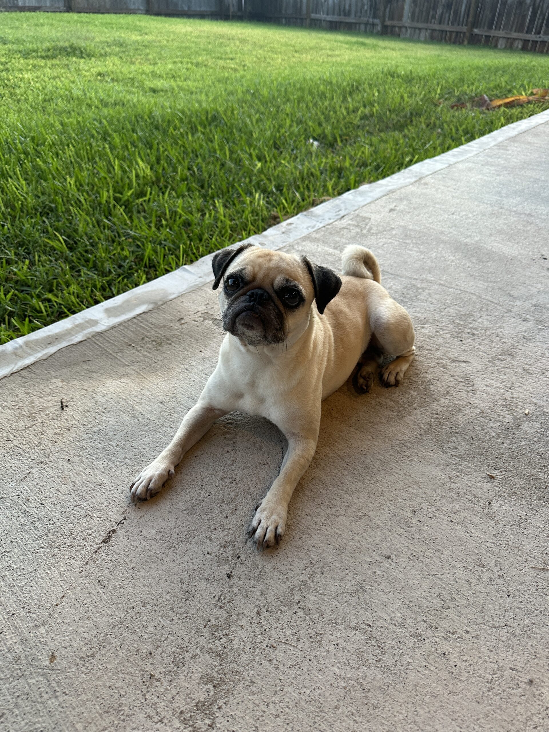 Patty the Pug is Lost – Abandoned Animal Rescue